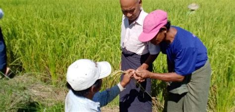 စစ်ကိုင်းတိုင်းဒေသကြီး ကလေးမြို့နယ် ပျဉ်းခုံကြီးစိုက်ပျိုးရေးစင်တာနယ်မ