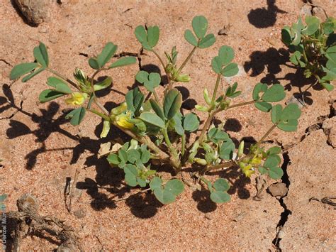 Trigonella suavissima