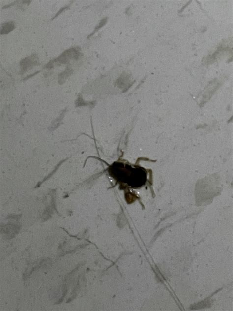 Smashed This Bug In The Hospital Rwhatbugisthis