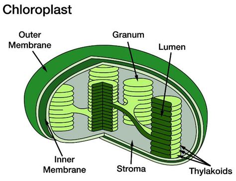 Which Type Of Plastids Help In Photosynthesis Draw Its Diagram
