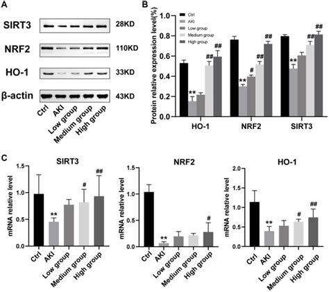Expression Of The SIRT3 NRF2 HO 1 Signaling Pathway A Representative
