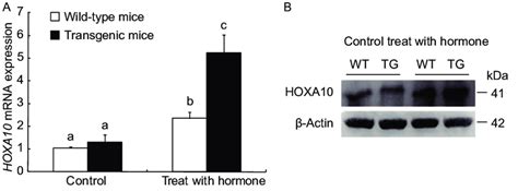 Mrna And Protein Expression Level Of Hoxa10 In The Endometrium Of Download Scientific Diagram