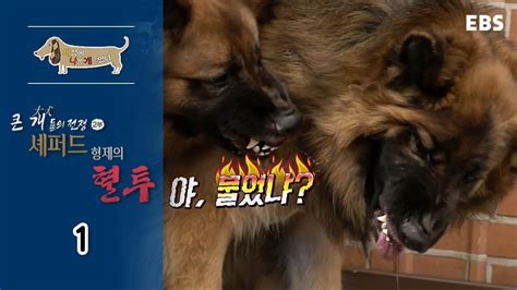 세상에 나쁜 개는 없다 큰 개들의 전쟁 2부 셰퍼드 형제의 혈투001 Youtube