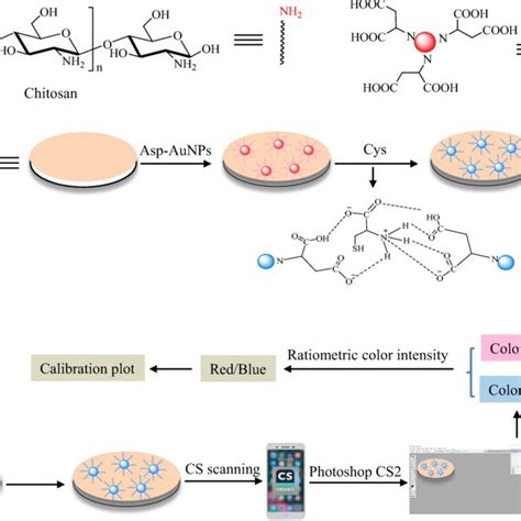 Colorimetric Determination Of Cysteine By A Paper Based Assay System Using Aspartic Acid