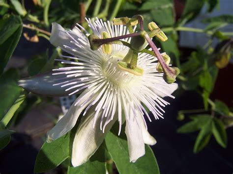 무료 이미지 식물학 플로라 야생화 잡종 기는 것 시계 꽃 Passiflora 매크로 사진 꽃 피는 식물 느낌