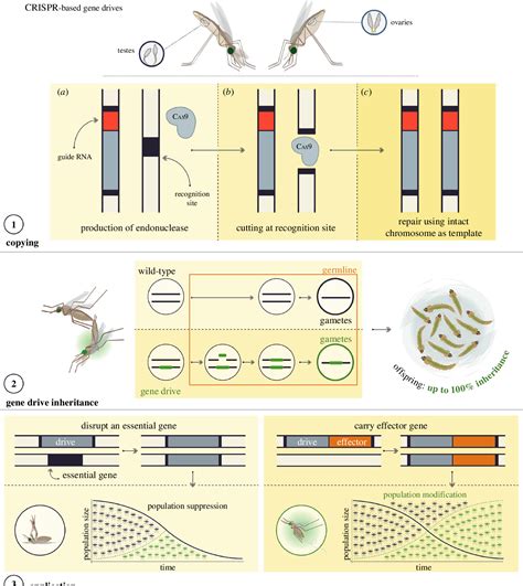 Figure 1 From Control Of Malaria Transmitting Mosquitoes Using Gene