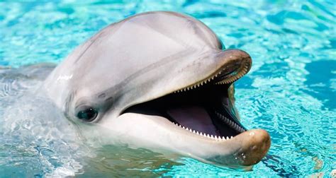 Delfines Características Alimentación Especies Habitat Y Su