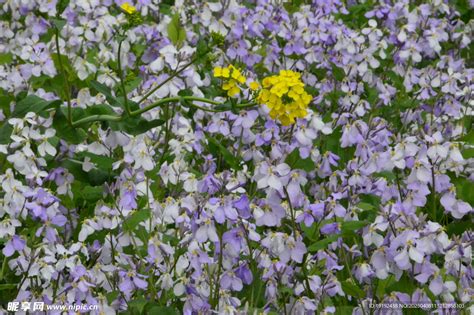 二月兰 摄影图花草生物世界摄影图库昵图网