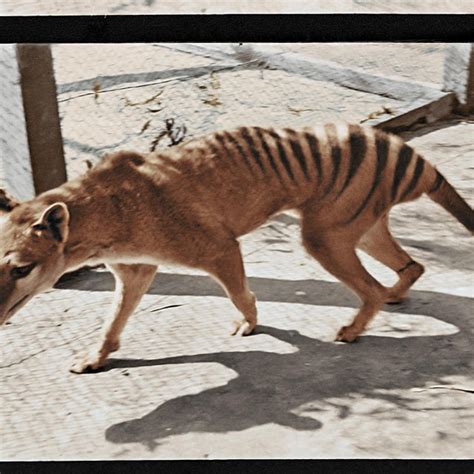 Jutarnji List Pronađen Je Zadnji Tasmanijski Tigar No Ne Na Mjestu
