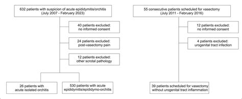 Gross Appearance Of Epididymo Orchitis