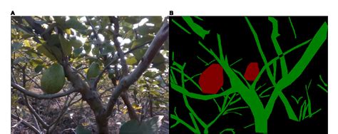 Figure 1 From Real Time Guava Tree Part Segmentation Using Fully