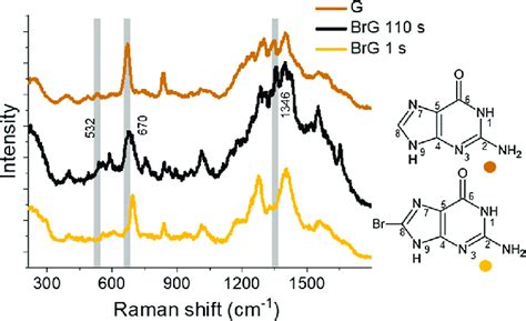 Sers Spectra Of Brg Adsorbed On Agnps After 1 S Yellow And 110 S