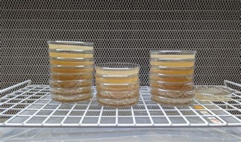 Mushroom Inoculation Spawn Substrate Logs And Beds Grocycle
