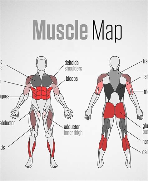 Male Muscular System Board Human Body Structure Muscle Map Full Length