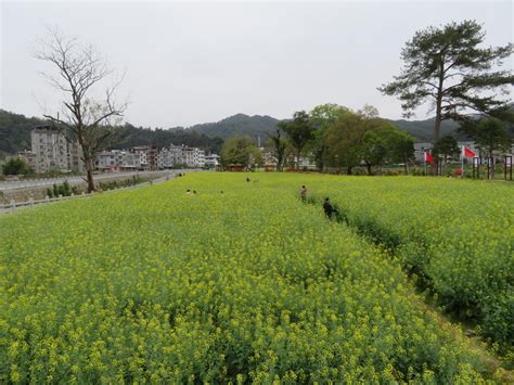 金砂：河长制赋能乡村振兴 乡镇之窗 永定新闻网