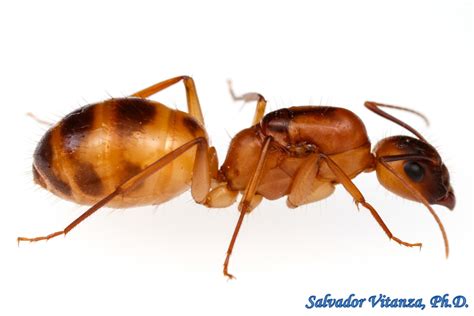 Hymenoptera Formicidae Camponotus Festinatus Carpenter Ants O Urban Programs El Paso County Hymenoptera Formicidae Camponotus Festinatus Carpenter Ants O Urban Programs El Paso County