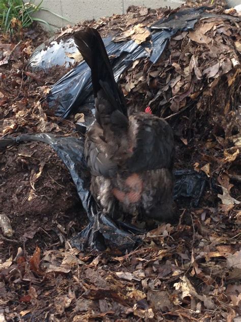 Is This Molting Backyard Chickens Learn How To Raise Chickens