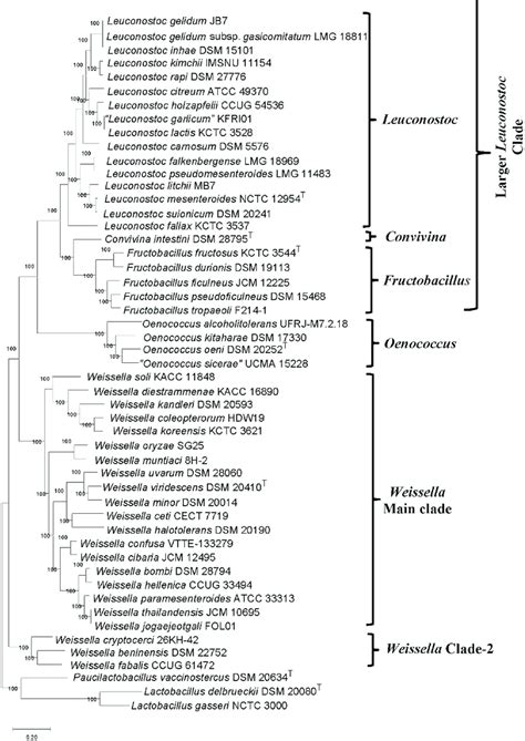 A Bootstrapped Maximum Likelihood Tree For 47 Genomes Sequenced