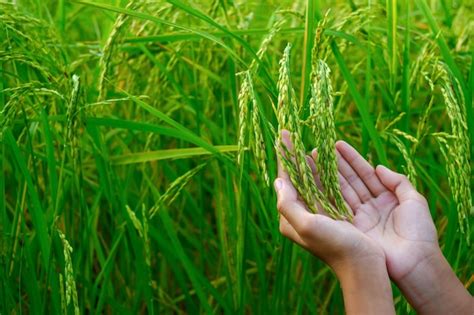 Premium Photo Hand Holding A Grain Of Rice Closeup Of A Green Rice