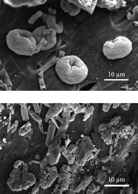 Scanning Electron Micrographs Of Copper Oxalate Crystals On Mcqtreated Download Scientific