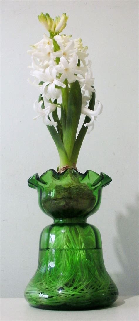 Favorite Glass Hyacinth Bulb Vase Plastic Trees And Plants