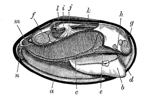 Royalty Free Mussel Clip Art Vector Images And Illustrations Istock