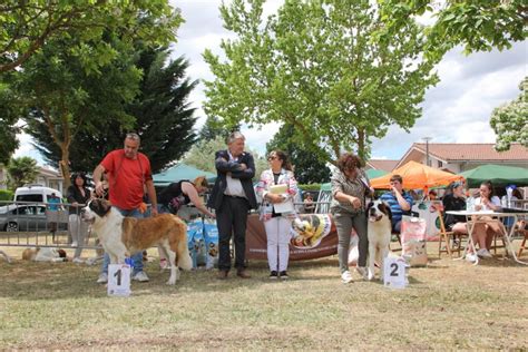 ESPECIAL DE RAZA MEDINA DE POMAR BURGOS San Bernardos Edel Hund