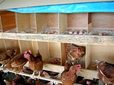Galinhas poedeiras como criar e melhores raças para botar ovos