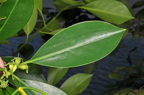 Bruguiera Cylindrica Rhizophoraceae