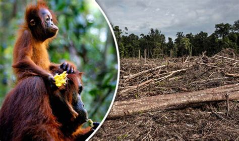 Hundreds Of Primate Species Are Facing Extinction Report Warns