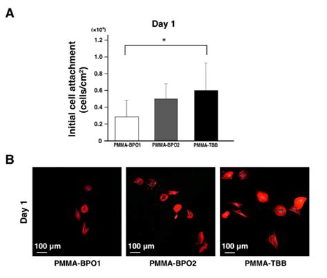 Initial Osteoblast Attachment To Culture Wells After 24 H Of Culture