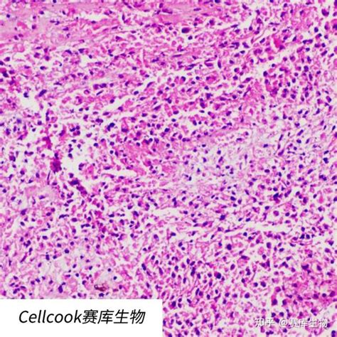 重磅新品 大鼠骨髓间充质干细胞 知乎