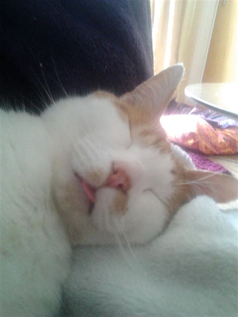 Sleep Does Not Make Him Any Dafter Roneorangebraincell