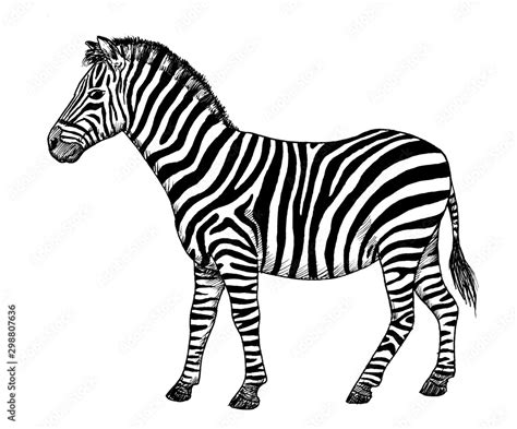 Drawing Of Zebra Sketch Of African Mammal Equus Quagga Black And