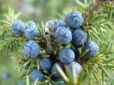 Juniper Alchetron The Free Social Encyclopedia