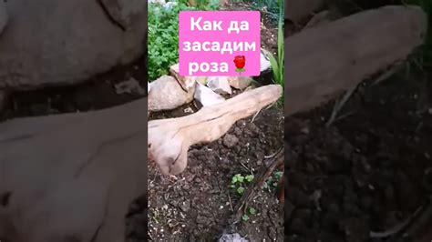 Как да засадим роза може и от букет