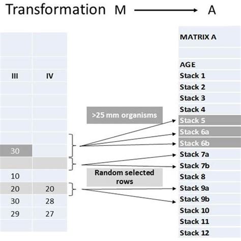Length Age Matrix Recalculation Scenario The Matrix M Contains Download Scientific Diagram