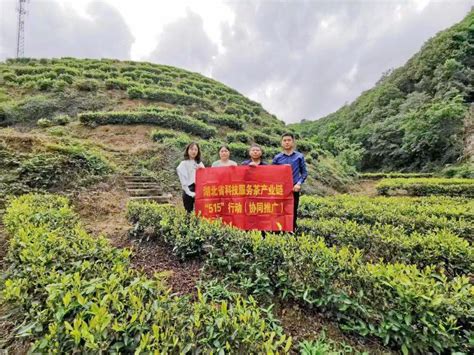 省科研专家田间地头送技术服务茶产业 湖北日报新闻客户端