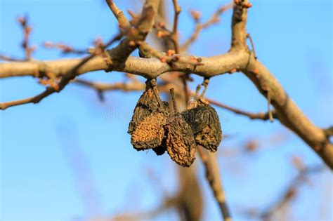 Withered Garden Background With Selective Focus And Copy Space Stock