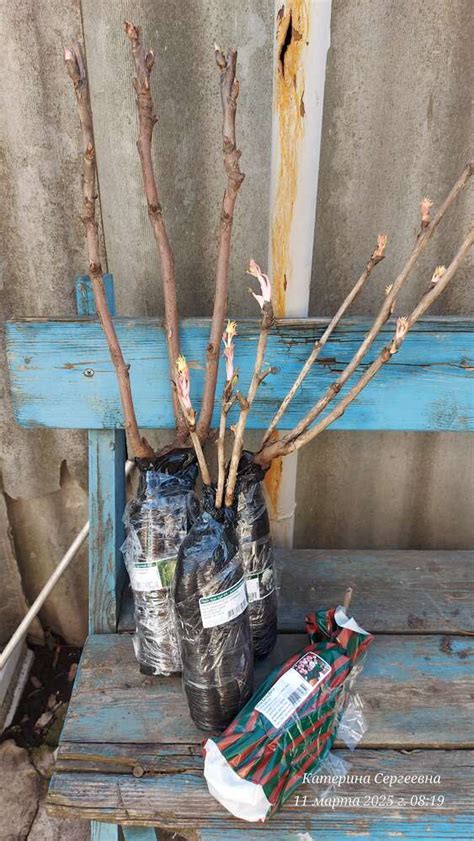 Пион Нежный Голос / Яо Хуанг (Paeonia Yao'Yellow / Yao Huang) купить в ...