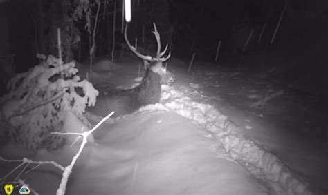Natura divină Un cerb își face culcuș în zăpada groasă din Munții
