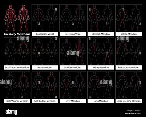 Body Meridians Detailed Diagram With Main Acupuncture Meridians