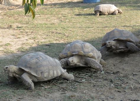 福智園區 野性蘇卡達庇護所 社團法人中華民國保護動物協會