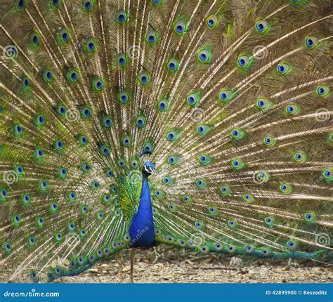 Pavo Real Masculino Con La Cola Abierta Foto De Archivo Imagen De