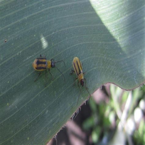 Maize Pest Object Detection Dataset V4 2024 07 13 605am By 526