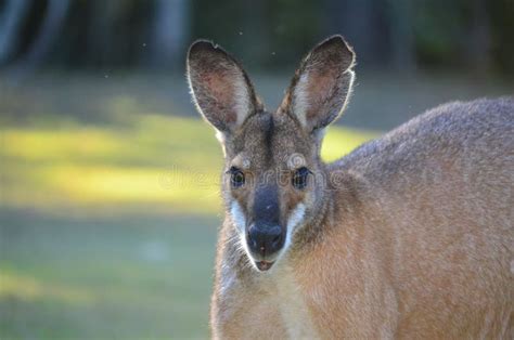 Male Kangaroo Stock Image Image Of Queensland Wildlife 59050817