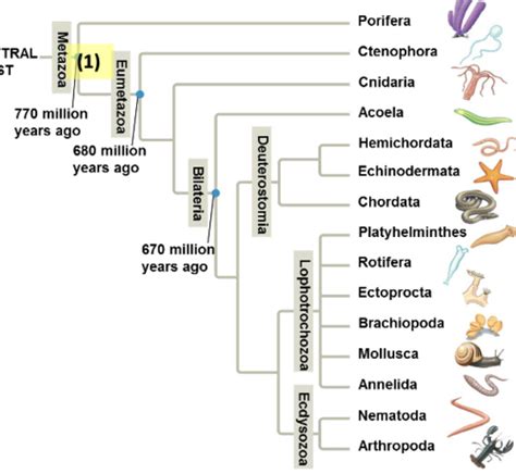Gen Bio II Lecture 19 Invertebrates I Flashcards Quizlet