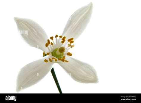 Meyer Lemon Tree Cut Out Stock Images And Pictures Alamy