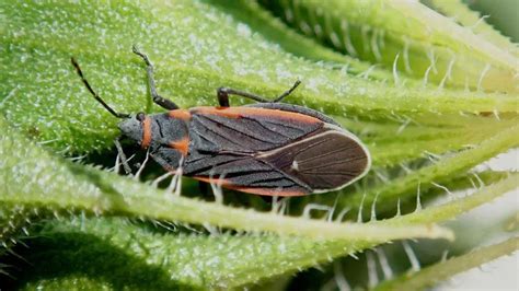 Elm Seed Bugs Bigfoot Pest Control