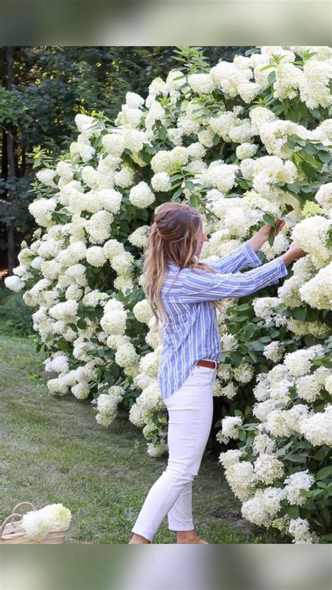 Hydrangea Companion Plants What Are The Best Hydrangea Companions Artofit
